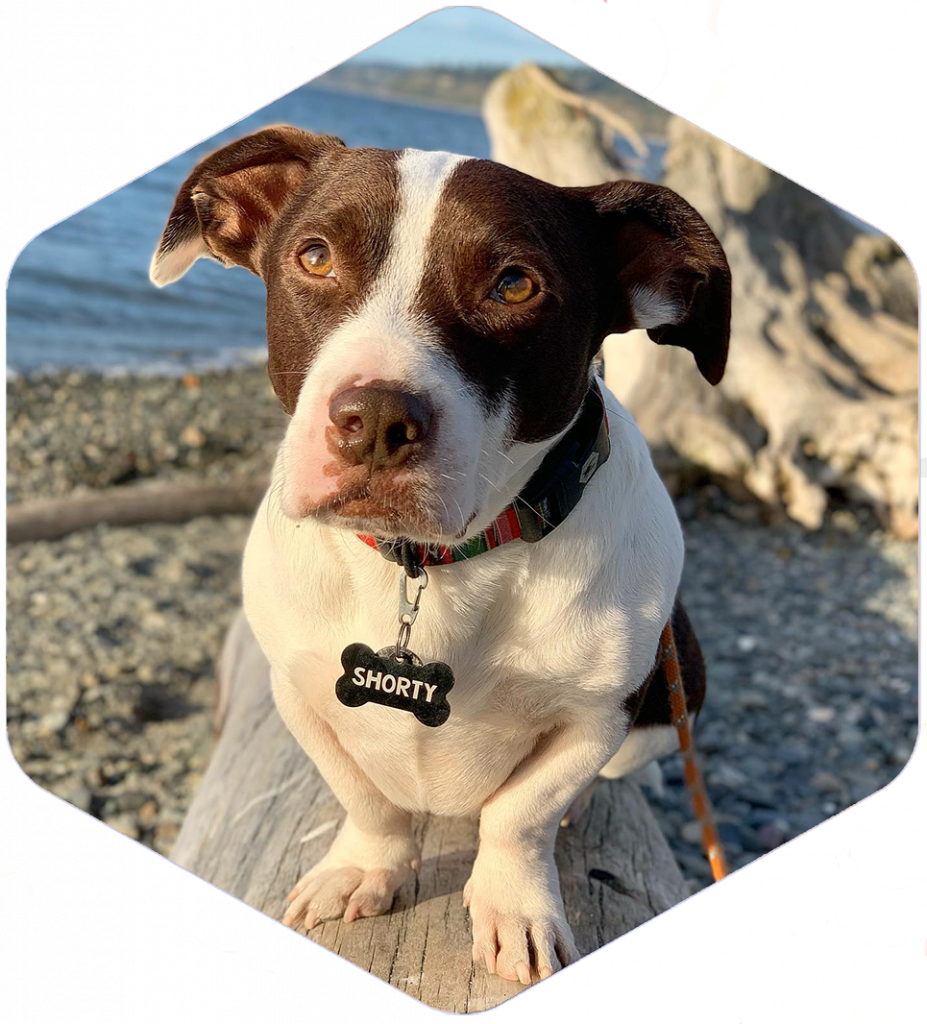 Shorty the Pittie – Your fave log dog